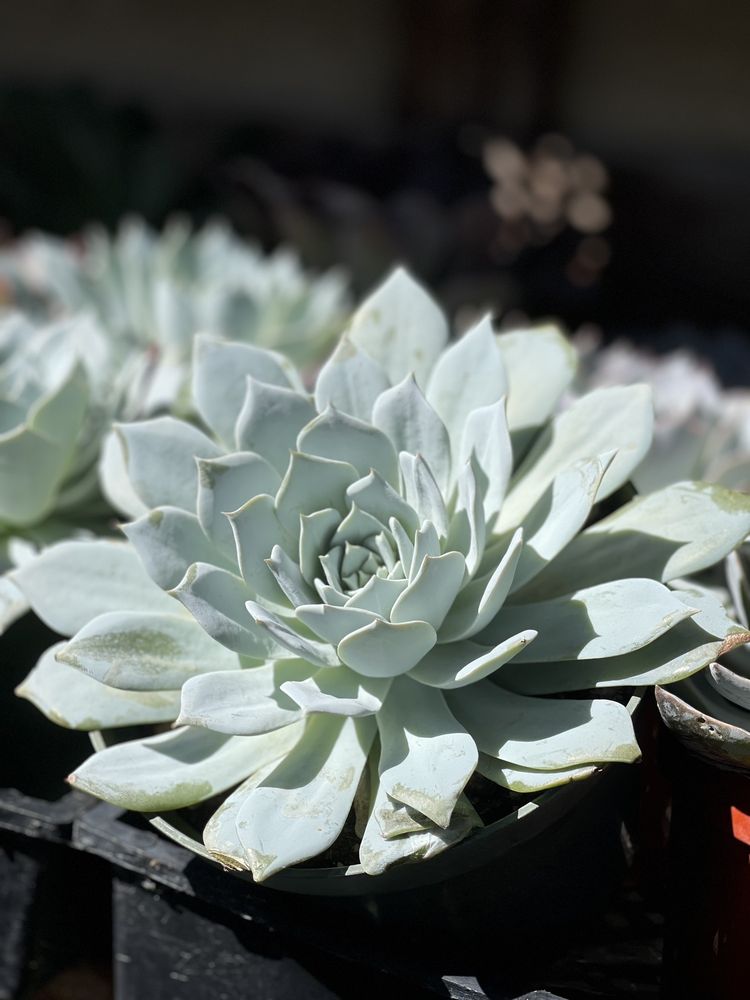 GREEN THUMB NURSERY - Updated December 2025 - 684 Photos & 416 Reviews ...