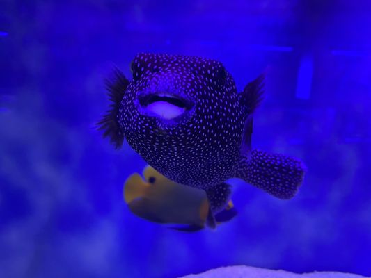 NEMO AQUARIUM - Updated March 2025 - 24 Photos & 30 Reviews - 3370 ...