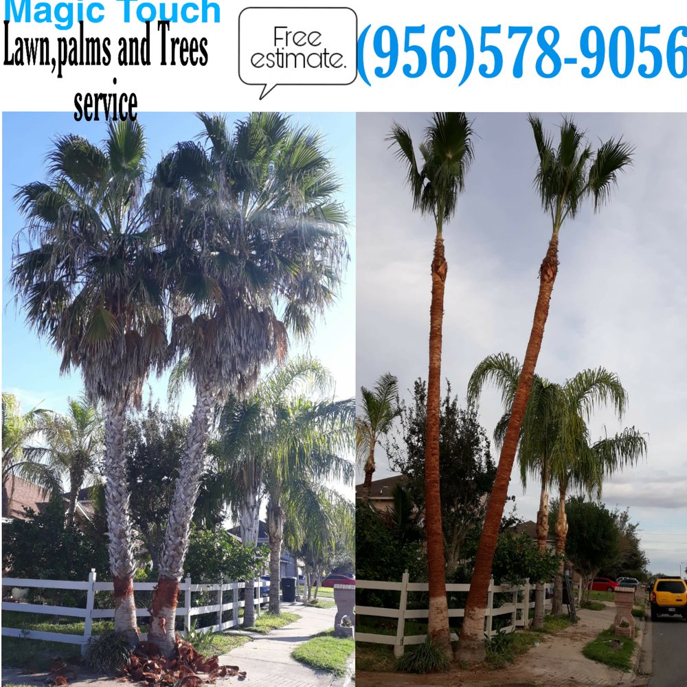 MAGIC TOUCH LAWN PALMS AND TREES SERVICE - 35 Photos - 23 S St, McAllen ...