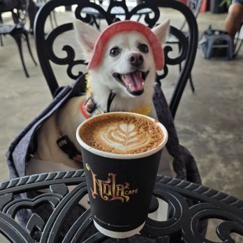 NOLA CAFE - Updated May 2025 - 486 Photos & 162 Reviews - 3040 Waialae ...