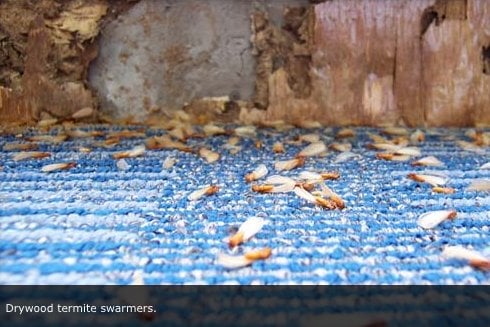 PACIFIC COAST TERMITE - Updated December 2025 - 61 Photos & 446 Reviews ...