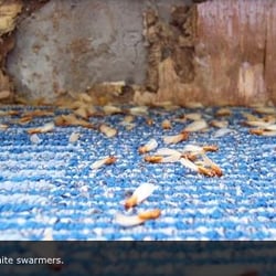 PACIFIC COAST TERMITE - 28 Photos & 312 Reviews - 40487 Encyclopedia ...