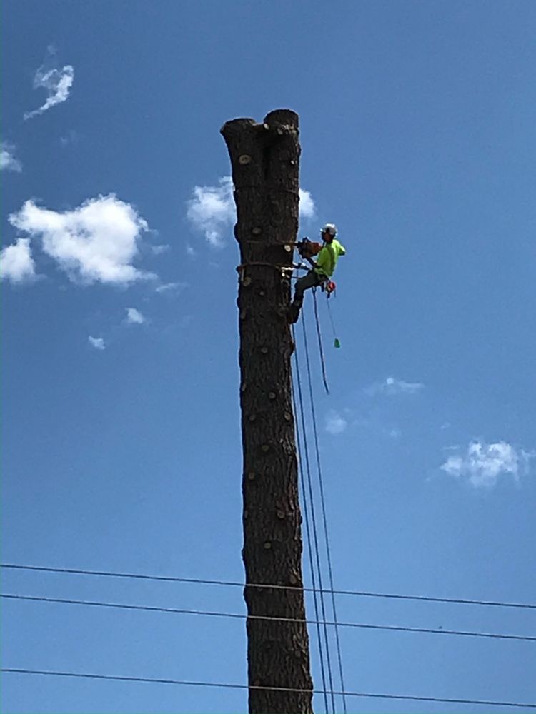 SHASTA-TRINITY TREE SERVICES - Request a Quote - Redding, California ...