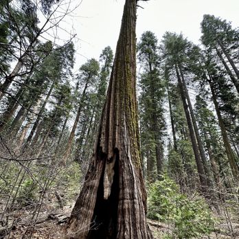 CALAVERAS BIG TREES STATE PARK - Updated August 2024 - 1101 Photos ...