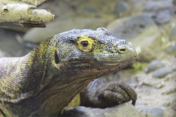 ESSEX COUNTY TURTLE BACK ZOO - Zoo in West Orange, New Jersey at 560 ...