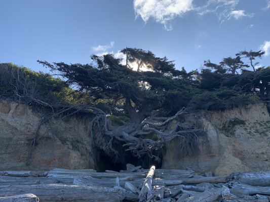 TREE OF LIFE - Updated September 2025 - 69 Photos & 26 Reviews - 101 ...