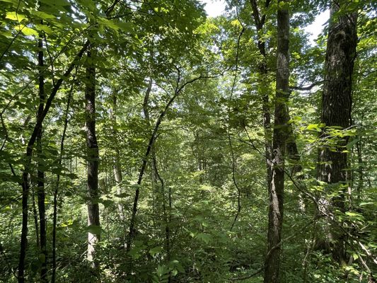 NATURAL BRIDGE - Updated December 2025 - 39 Photos & 16 Reviews - 1120 ...