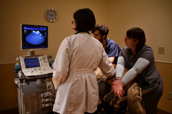 PEAK VETERINARY REFERRAL CENTER - Updated May 2026 - 19 Photos & 17 ...