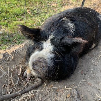 THE GOATERY AT KIAWAH RIVER - Updated December 2025 - 39 Photos & 13 ...