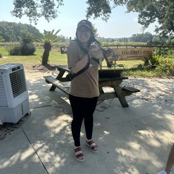 ALLIGATOR ALLEY - Updated January 2025 - 493 Photos & 170 Reviews ...