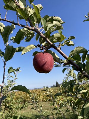 FORDYCE FARM - Updated January 2026 - 46 Photos & 21 Verified Reviews ...