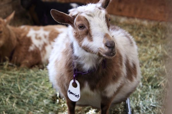 RUSTIC ROAD FARM - Updated December 2025 - 70 Photos & 22 Reviews ...