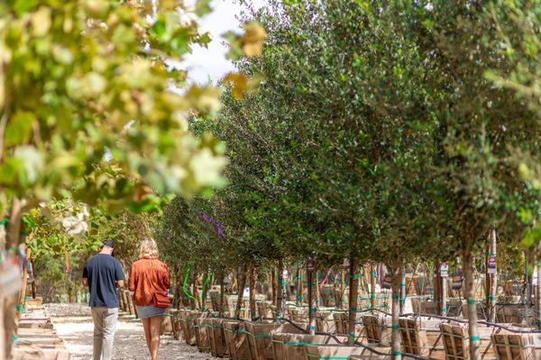 MOON VALLEY NURSERIES - Updated October 2025 - 51 Photos & 67 Reviews - 3550 N Loop 1604 E, San ...