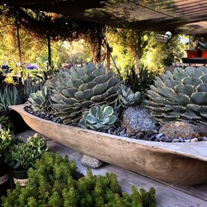 CACTUS MART - 266 Photos & 129 Reviews - Nurseries & Gardening - 49889 ...