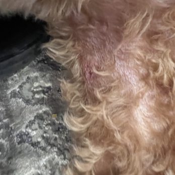 EUPHURIA PET SALON - Updated September 2024 - 166 Photos & 323 Reviews ...