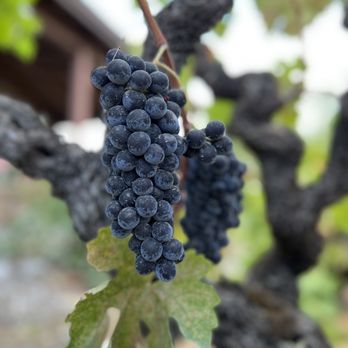 WELLINGTON CELLARS - Updated December 2025 - 91 Photos & 62 Reviews ...