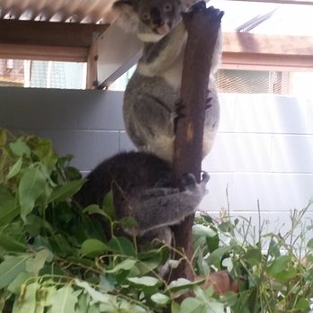 RAINFORESTATION KURANDA - 21 Photos - Kennedy Highway, Kowrowa ...