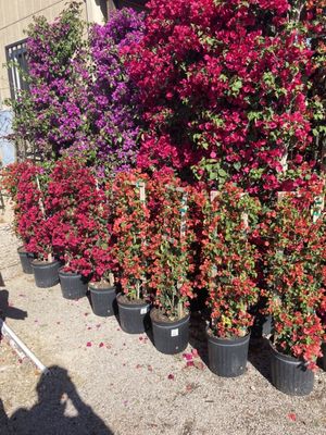 RCW NURSERIES - Updated August 2025 - 46 Photos & 38 Reviews - 15809 ...