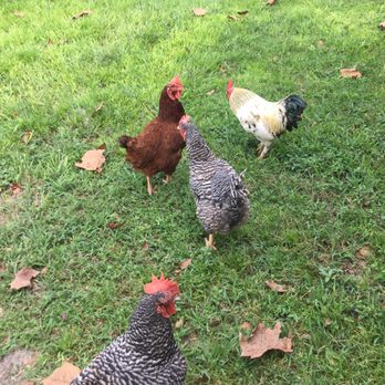 HENSCRATCH FARMS - Updated December 2025 - 40 Photos & 12 Reviews - 980 ...