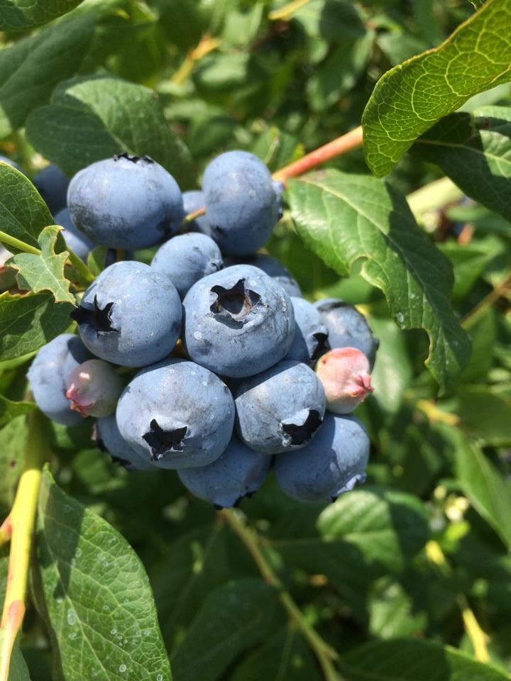 TILLMAN BLUEBERRY FARMS - Updated September 2025 - 618 S Michigan St ...