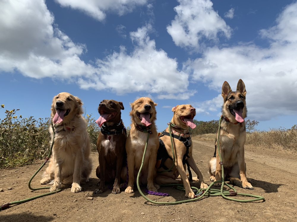 O’AHU DOGS - Dog Walkers - Ewa Beach, HI - Phone Number - Yelp