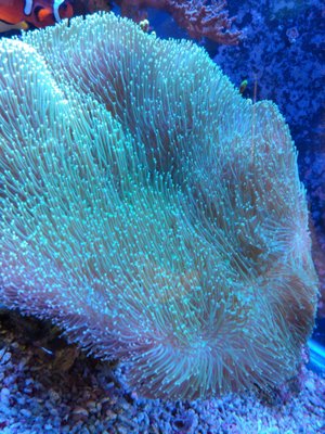 STRICTLY REEF - 75 Photos & 50 Reviews - 907 W Moana Ln, Reno, Nevada ...