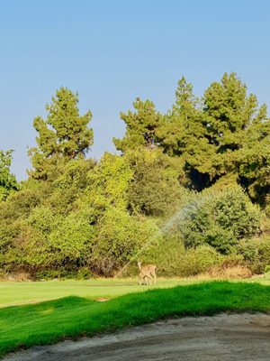 MARSHALL CANYON GOLF COURSE - Updated August 2024 - 124 Photos & 83 ...