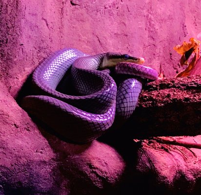 CAPRON PARK ZOO - 150 Photos & 81 Reviews - 201 County St, Attleboro ...