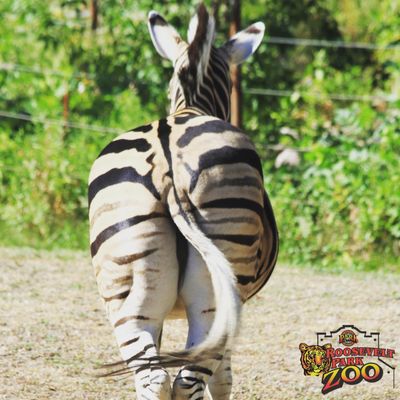 ROOSEVELT PARK ZOO - 30 Photos & 13 Reviews - 1219 Burdick Expy E ...