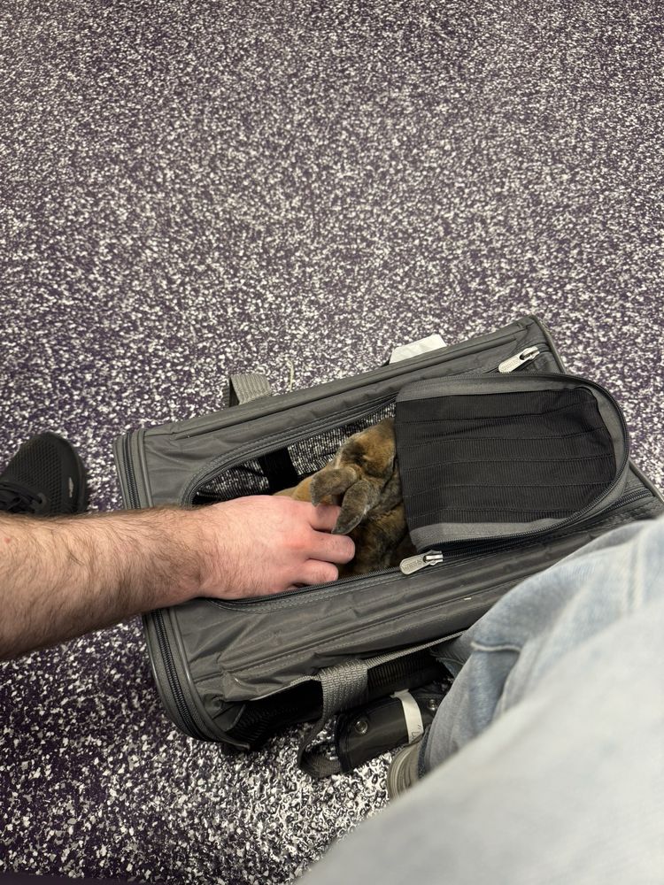 LOUISIANA STATE UNIVERSITY VETERINARY TEACHING HOSPITAL - Updated ...