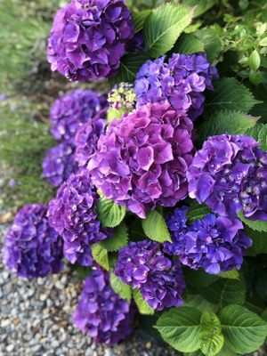 THE SECRET GARDEN TEA ROOM & GIFT SHOP - 235 Photos & 142 Reviews ...