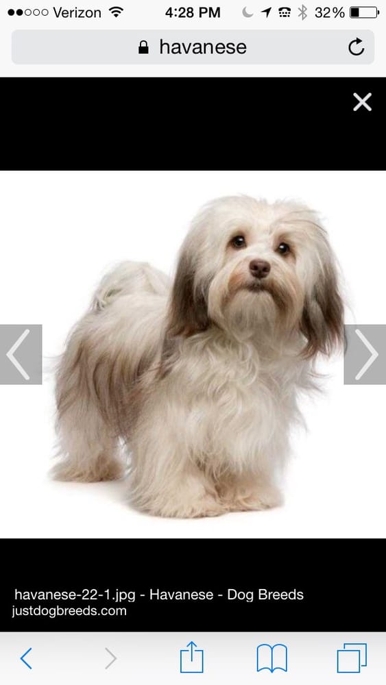 DAZZLING DOGS GROOMING - Updated August 2025 - 18 Photos & 23 Reviews ...