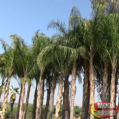 MOON VALLEY NURSERIES - Updated November 2024 - 83 Photos & 41 Reviews - 1900 I-35E, Carrollton ...