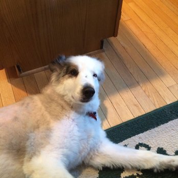 CITY DOGS & CITY KITTIES RESCUE - Updated May 2026 - 84 Photos & 56 ...