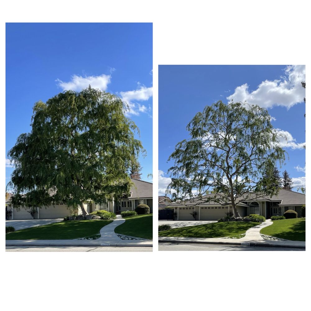 MARIO’S TREE SERVICES - 53 Photos - 4400 Alexander St, Bakersfield ...
