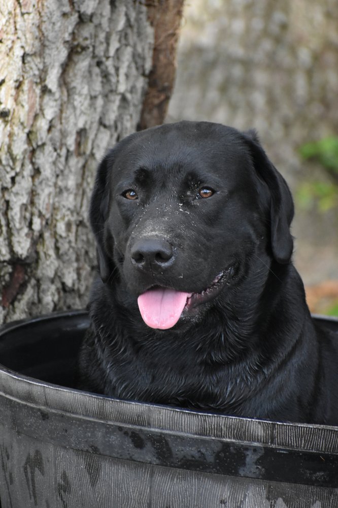 RSJ LABRADORS - Updated September 2025 - 16 Photos - 28426 Ilamae Way ...