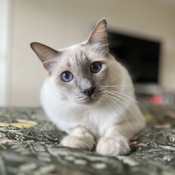 PERMES CATTERY - Updated December 2025 - 10 Photos & 10 Reviews ...