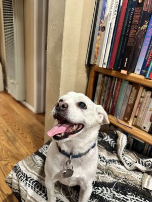 CASTRO VALLEY ANIMAL HOSPITAL - Updated December 2025 - 89 Photos & 392 ...