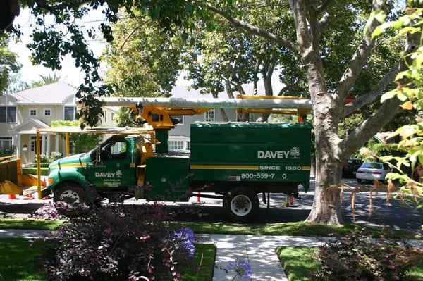 THE DAVEY TREE EXPERT - Updated December 2025 - 30 Photos & 69 Reviews ...
