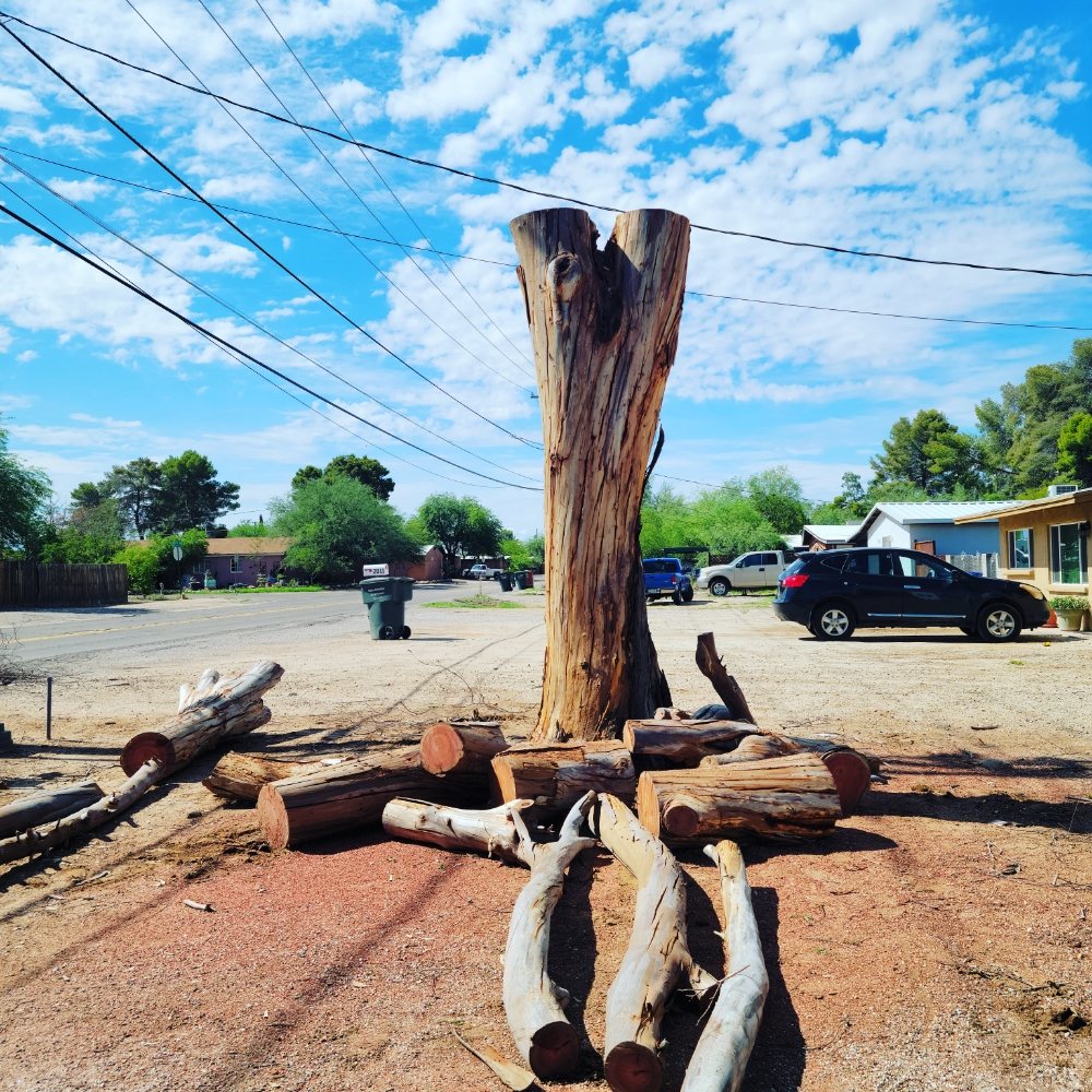 AERIAL TREE SERVICE - Updated July 2025 - 34 Photos - 6450 E Fordham Dr ...