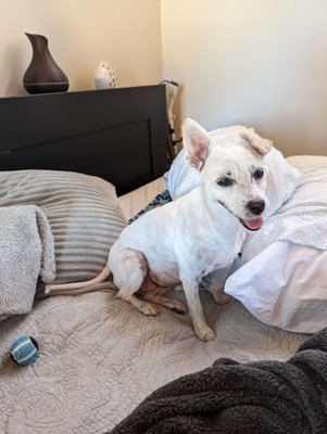 PARK & BARK MOBILE PET GROOMING - Updated January 2025 - 49 Photos & 86 Reviews - Tucson ...