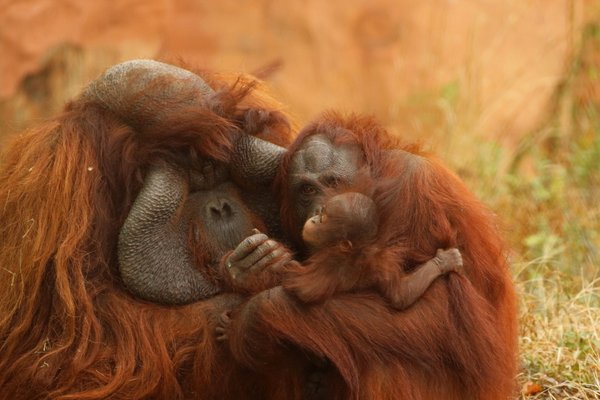 LITTLE ROCK ZOO - Updated September 2024 - 164 Photos & 68 Reviews - 1 ...