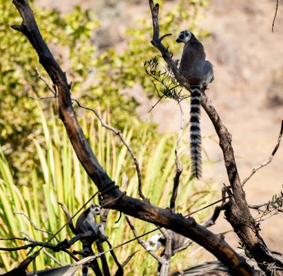 SAFARI WEST - 2855 Photos & 943 Reviews - Zoos - 3115 Porter Creek Rd ...