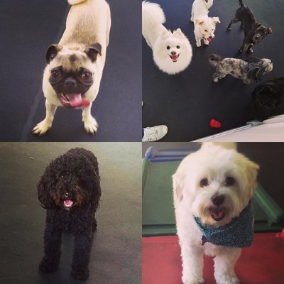DOG-E-DEN SHERMAN OAKS - Updated April 2026 - 245 Photos & 220 Reviews ...