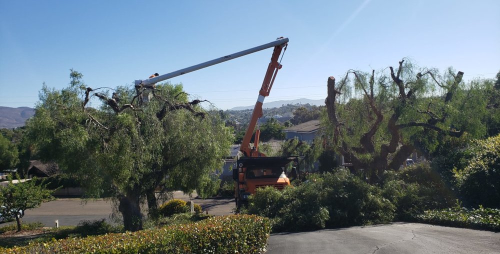 ESCOBAR TREE SERVICE & STUMP GRINDER - Updated December 2025 - 24 Photos - San Diego, California ...