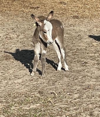 MAYHEM RANCH - Updated October 2025 - 28 Photos - 17830 SE 40th St ...