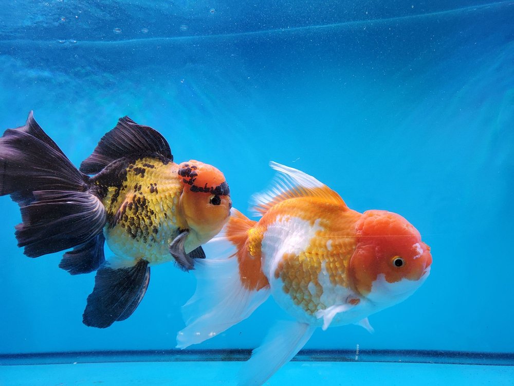 KING KOI & GOLDFISH - 231 Photos & 118 Reviews - 11759 Edinger Ave ...