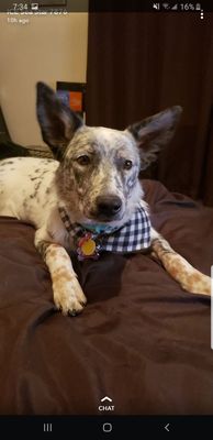 GILBERT DOGS 24/7 - 105 Photos & 150 Reviews - 868 N Gilbert Rd ...