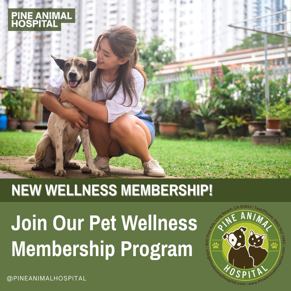 PINE ANIMAL HOSPITAL & INTEGRATIVE WELLNESS CENTER - Updated May 2026 ...