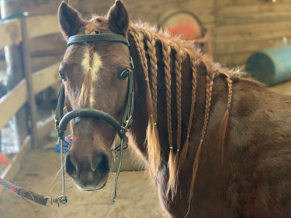 SAM’S HORSE LESSONS - Charleston, West Virginia - Horseback Riding ...